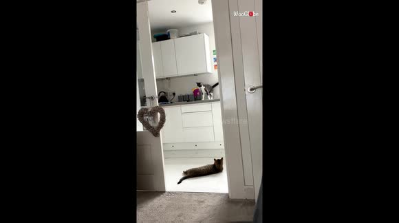 Sneaky kitty and its lazy pal pull off a comical kitchen heist - Buy ...