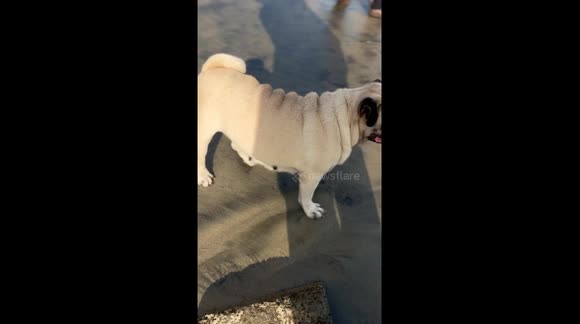 Cutie PUG in Seashore | Watch his reaction when wave comes | This is ...