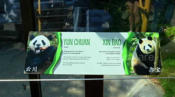 California proclaims Panda Day in honor of public debut of two giant ...