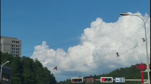 Monkeys shimmy across power lines like seasoned athletes - Buy, Sell or ...