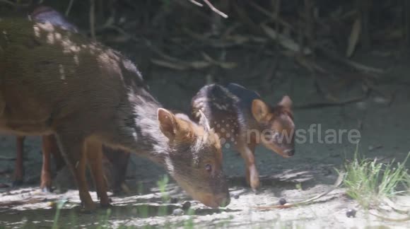 United States: Southern Pudu Fawn Makes Debut at Queens Zoo, Showcasing ...