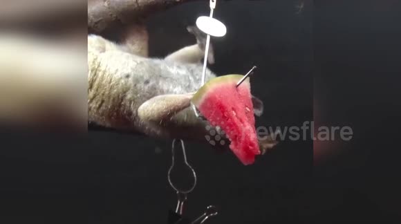 Pygmy slow loris hangs upside down while eating watermelon - Buy, Sell ...