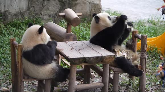China: Giant Pandas Gather Around A Table For Dinner at Chongqing Zoo ...