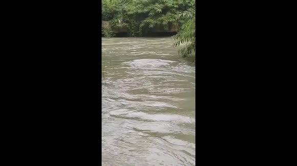 Mystery river creature turns out to be playful Labrador Retriever - Buy ...