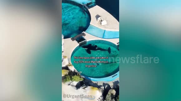 Heart-breaking footage shows lonely orca staring at tank gate for 24 ...