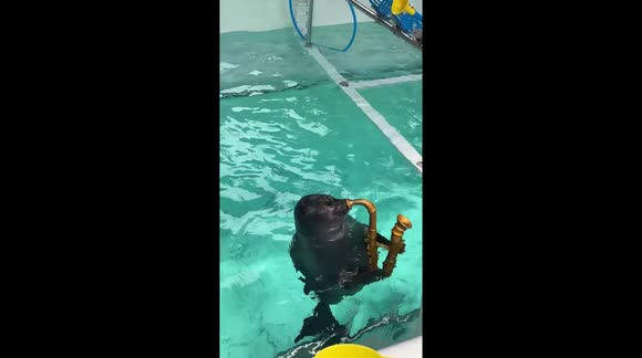 Baikal seal plays saxophone at aquarium in Russia - Buy, Sell or Upload ...