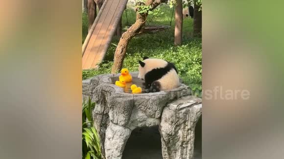 Adorable panda cub plays with rubber ducks in Chinese Zoo - Buy, Sell ...