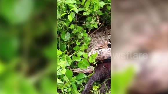 12-foot python swallows goat, rescued by forest department in central ...