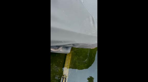 It's The Snakes' Jet Ski Now - Buy, Sell or Upload Video Content with ...