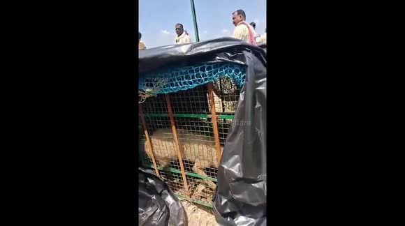Police catch man-eating wolf following death of eight children in India ...