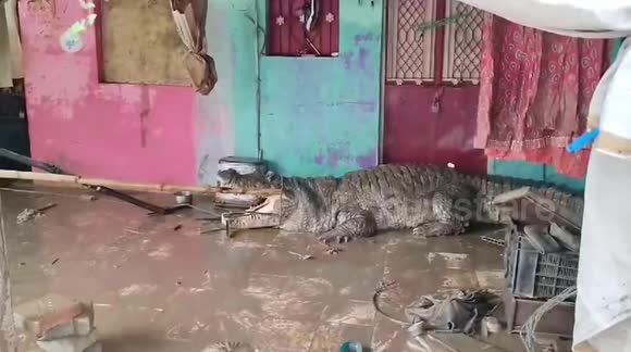 Floodwaters bring 15-foot crocodile into residential area in western India, sparking panic - Buy ...