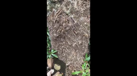 Tree covered in caterpillars in Labuan, Indonesia - Buy, Sell or Upload ...