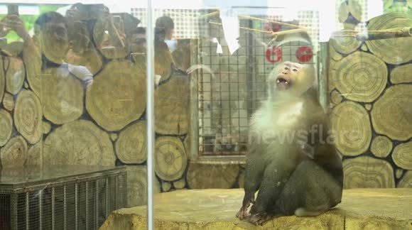 China: Celebrity Monkey at Qianlingshan Park Zoo in Guiyang - Buy, Sell ...