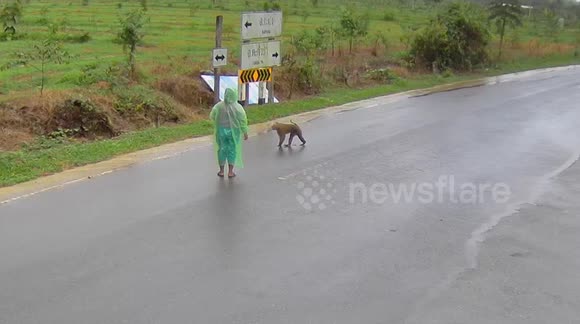 Escaped pet macaque viciously attacks owner - Buy, Sell or Upload Video ...