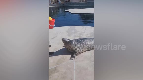 Spotted seal claps its flippers and lets out roar to tell zookeeper it ...