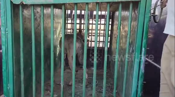5th Man eater wolf captured by forest department in Behraich after a ...