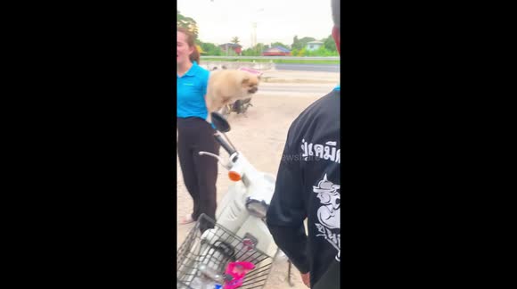 Pomeranian goes for a ride on motorcycle - Buy, Sell or Upload Video ...