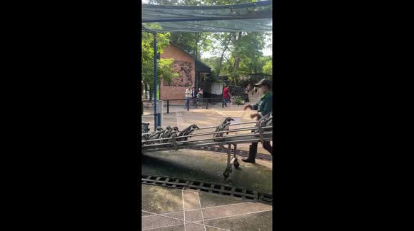 Penguins parade along ramp at zoo in Thailand - Buy, Sell or Upload ...