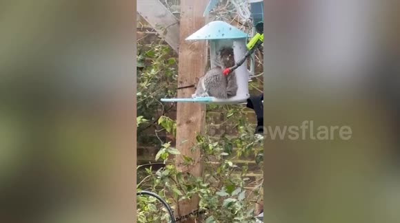 Plumber builds Alexa-controlled water gun to shoo pesky squirrels - Buy ...