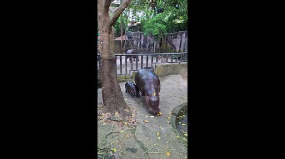 Baby hippo Moo Deng gets angry at monkey who steals her bananas - Buy ...