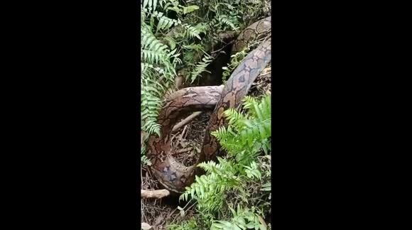 A very large python in Indonesia was trapped in the bushes because it ...