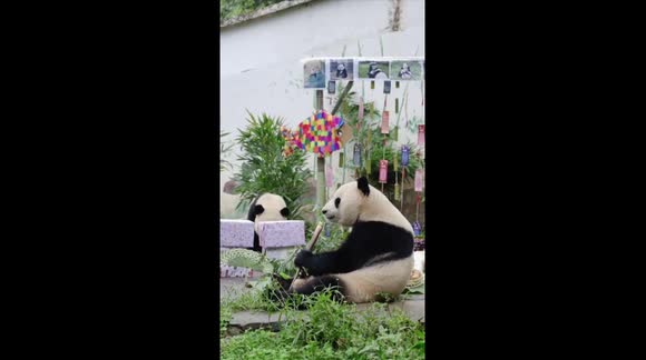 Pandas celebrate birthday, Mid-Autumn Festival in China's Ya'an - Buy ...