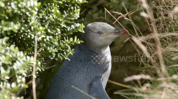 New Zealand: Shy, smelly penguin wins New Zealand bird of the year ...