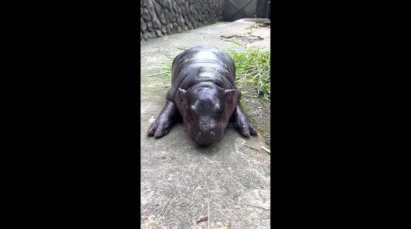 Baby hippo Moo Deng just loves having her cheeks rubbed - Buy, Sell or ...