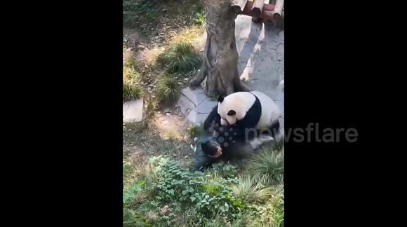 Terrifying moment giant panda charges and knocks zookeeper to ground in ...