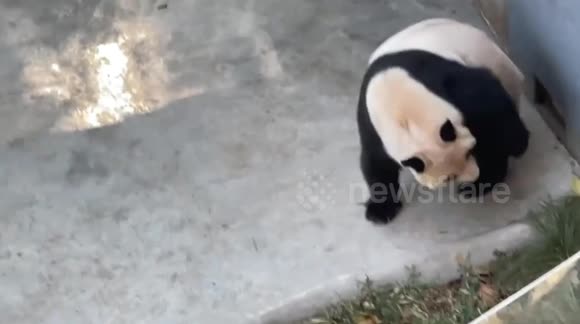 Giant panda attacks female keeper at zoo in China - Buy, Sell or Upload ...