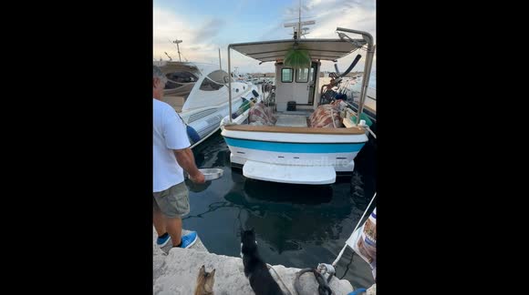 Viral turtle takes Chania harbour by storm with 5 million TikTok views ...