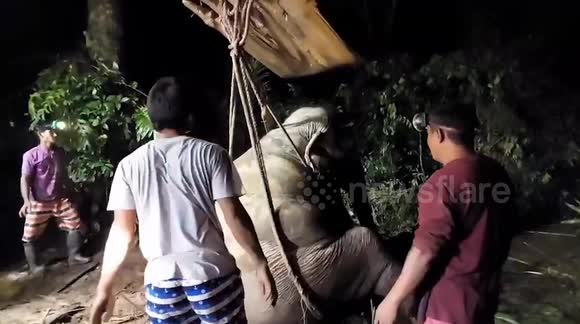 Rescue teams help old obese elephant stand up - Buy, Sell or Upload ...