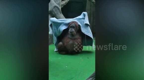 Russia: Chapa The Fashionista Orangutan Making A Monkey Of Supermodels ...