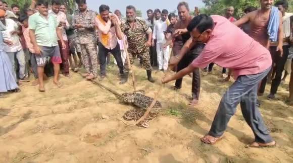 Massive 12-foot python causes panic in central Indian village - Buy ...
