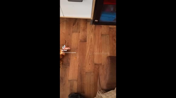 Hilarious moment as boy lies covered in Yorkshire puddings, dubbed the ...