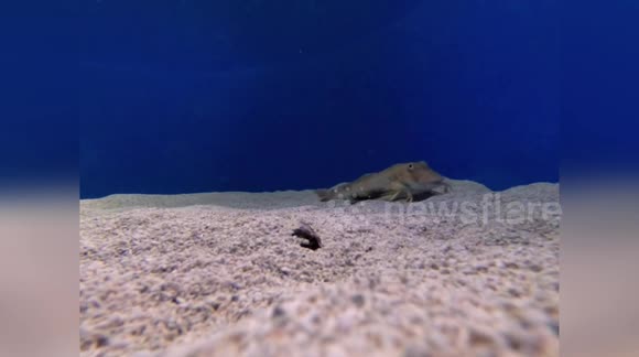 US: Groundbreaking Discovery: Sea Robins Use Legs to 'Taste' the Ocean ...