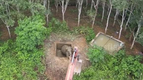 Wild elephant trapped in water pit rescued in China - Buy, Sell or ...