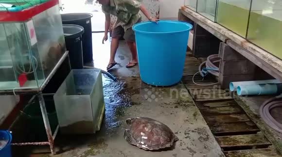 Exhausted sea turtle rescued from beach is nursed back to health - Buy ...