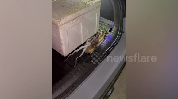 Octopus escapes from box and crawls through car boot - Buy, Sell or ...