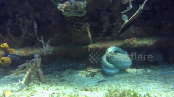 Octopus fends eel attack - Buy, Sell or Upload Video Content with Newsflare