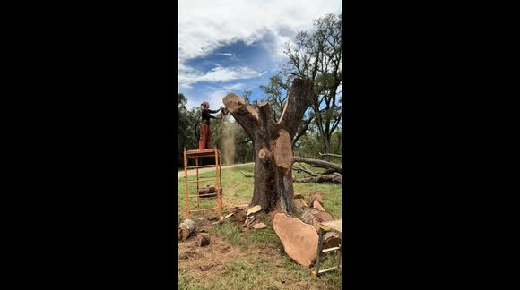 Chainsaw Wood Sculpture of Columbaire Hand Throwing Pigeon - Buy, Sell ...