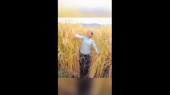 2-meter-high "giant rice" in China's Yunnan - Buy, Sell or Upload Video ...