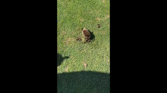 Chinese mole digging a tunnel on a golf course - Buy, Sell or Upload ...