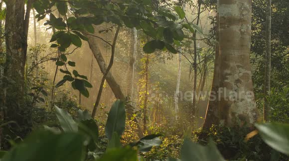 Beautiful nature of the Amazon Rainforest including aerial and ground ...