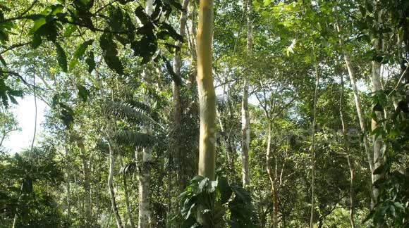 One of the strongest trees in the Amazon Rainforest (Capirona Tree ...