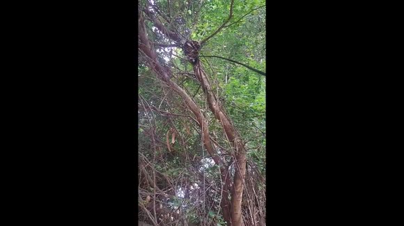 Squirrel rescued from tree while being strangled by python - Buy, Sell ...