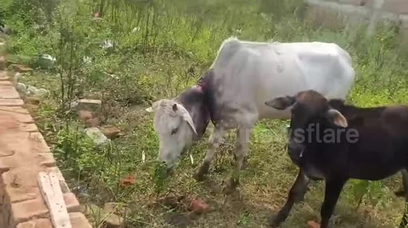 Local rescuers rescued cow after suffering neck wound in central India ...