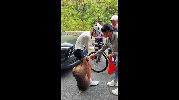 Monkey grabs cyclist's shorts and refuses to let go - Buy, Sell or ...