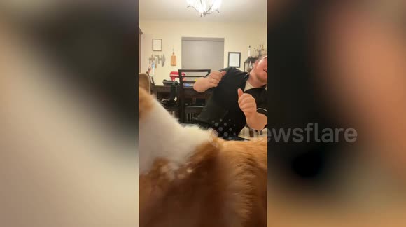 Meet the clever corgi that can understand and even imitate sign ...
