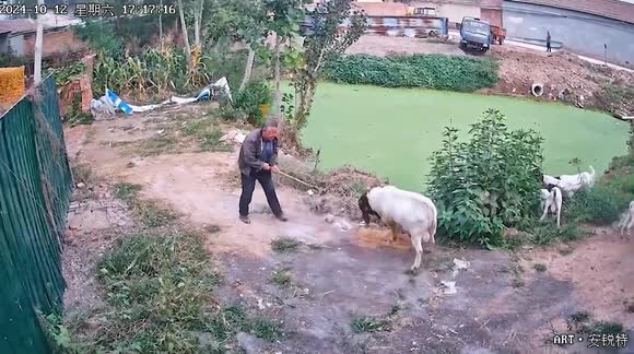Crazed sheep attacks farmer in China - Buy, Sell or Upload Video ...